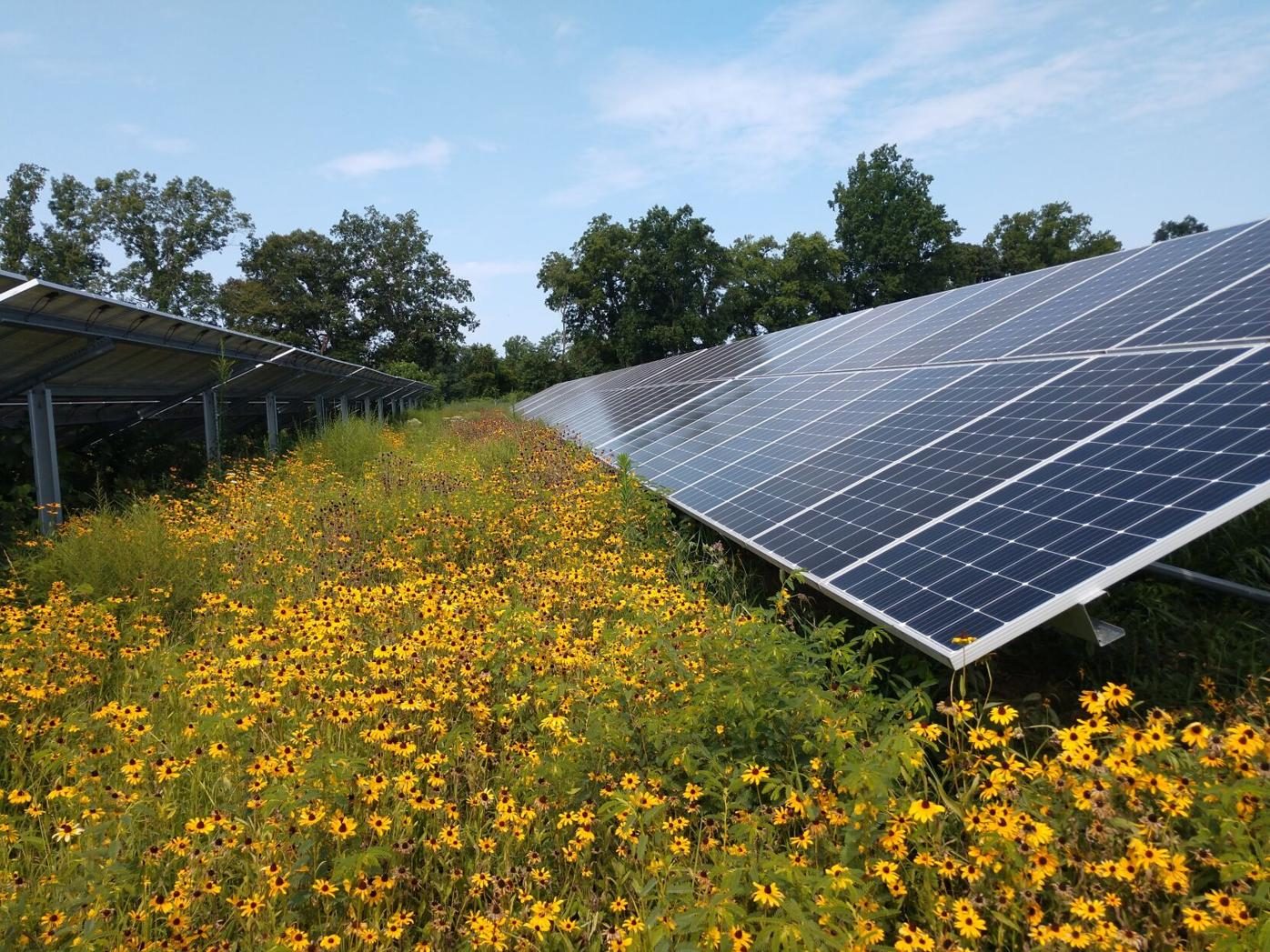 East End Solar Meadow | Richmond